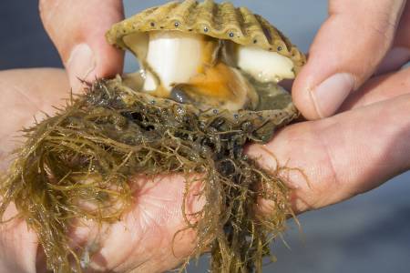 Cape San Blas Scallop Season Info | Coastal Joe Vacation Rentals